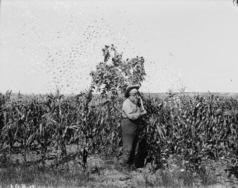 Clouds of Grasshoppers in 1874 - Nebraska State Historical Society